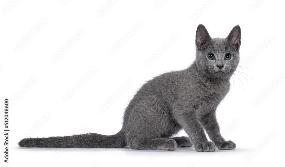 Well typed Russian Blue cat kitten, sitting up side ways. Head turned ...