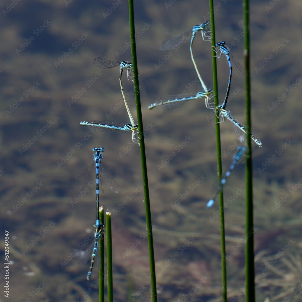 Agrion jouvencelle - accouplement - ponte - reproduction Stock Photo ...
