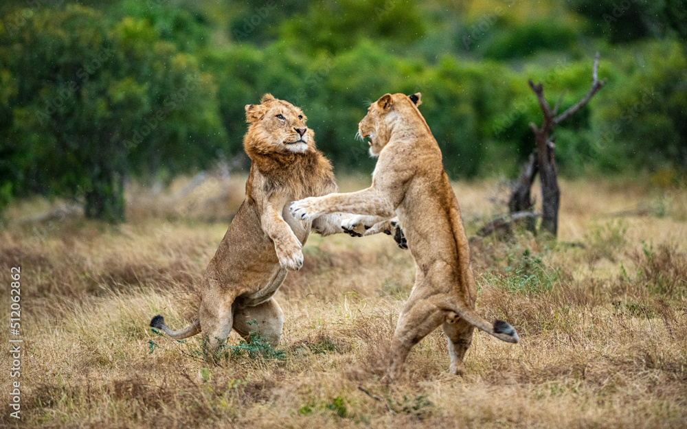 Two lions, Panthera leo, fight each other Stock Photo | Adobe Stock