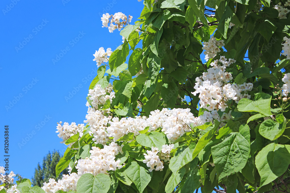 Catalpa tree is a decorative tree used in landscaping due to its showy ...