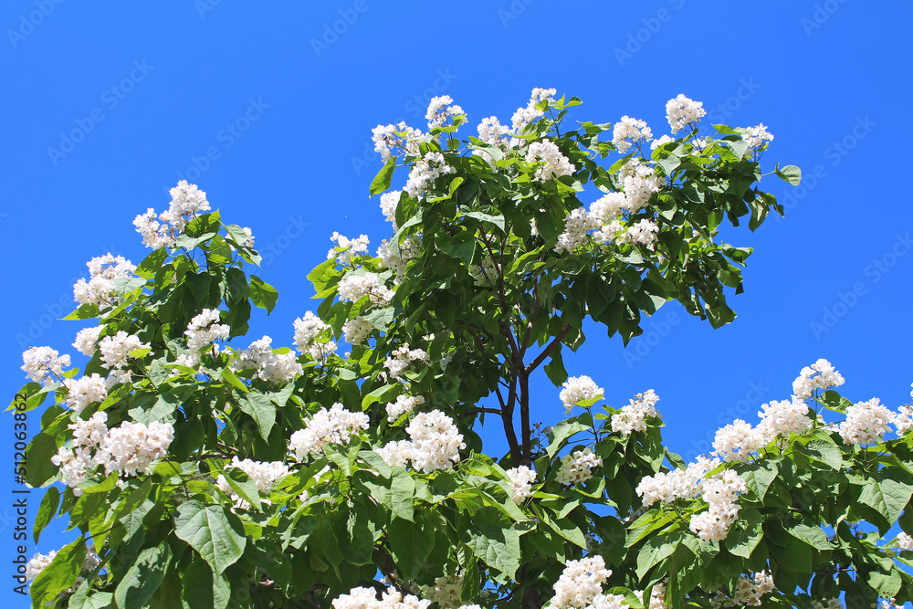 Catalpa tree is a decorative tree used in landscaping due to its showy ...