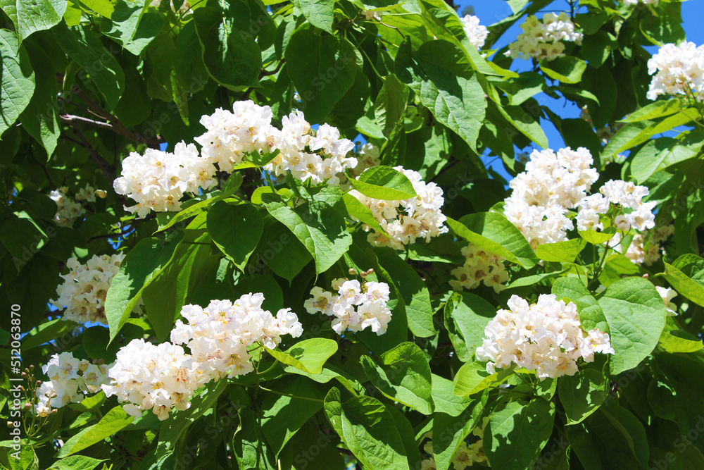 Catalpa tree is a decorative tree used in landscaping due to its showy ...