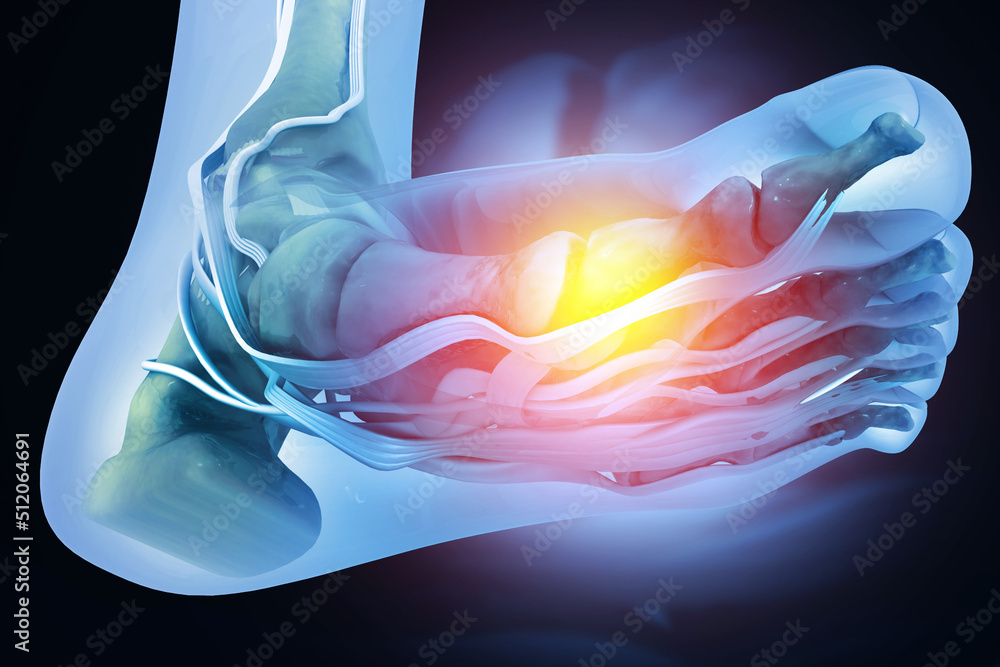 Human foot anatomy, tendons of the ankle joint, feet bone, foot pain ...