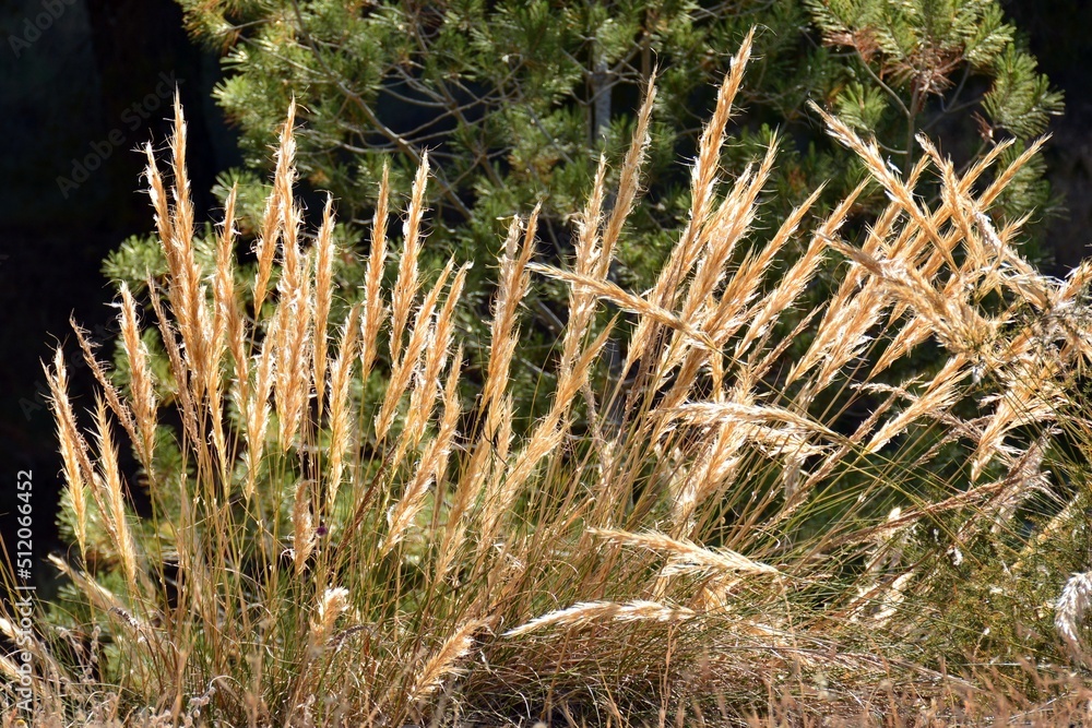 Planta de esparto, macrochloa tenacissima, a principios de verano Stock ...