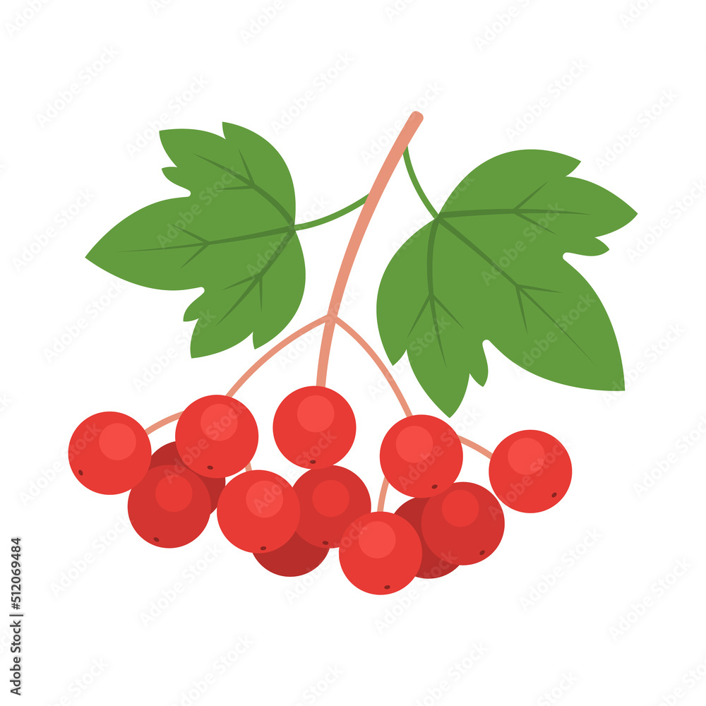 Guelder rose branch isolated on white background. Viburnum opulus, red ...