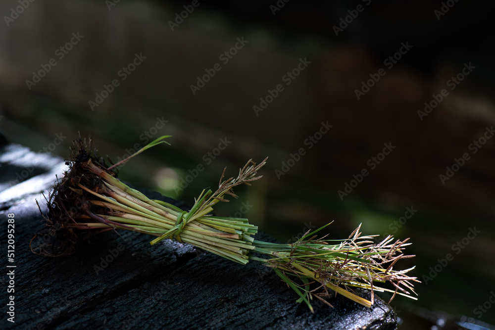 Cyperus rotundus roots or tree on nature background. Stock Photo ...