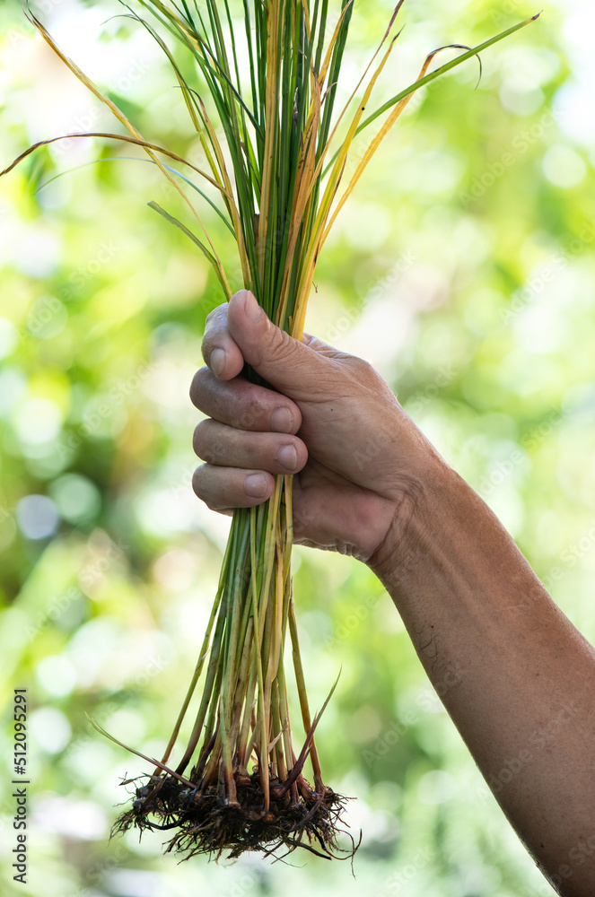 Cyperus rotundus roots or tree on nature background. Stock Photo ...