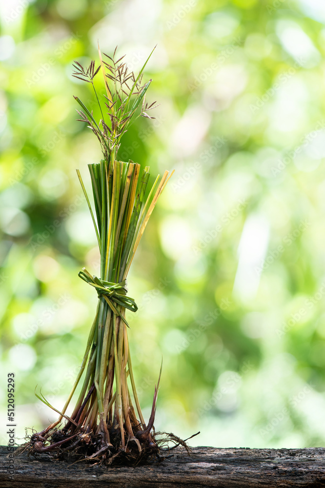 Cyperus rotundus roots or tree on nature background. Stock Photo ...