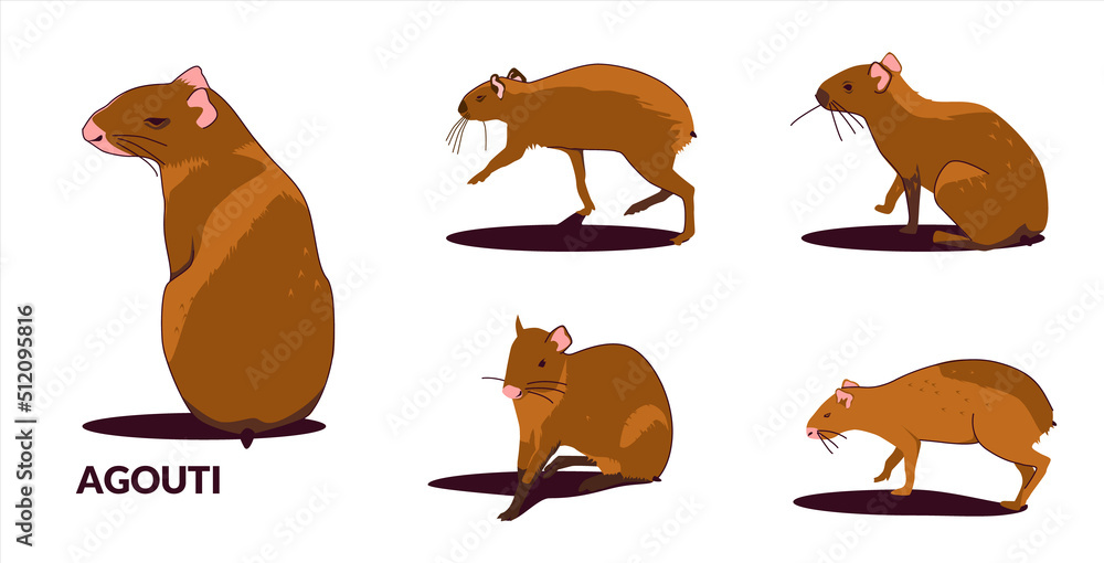 Agouti set - South American rodent, in different poses. Vector ...