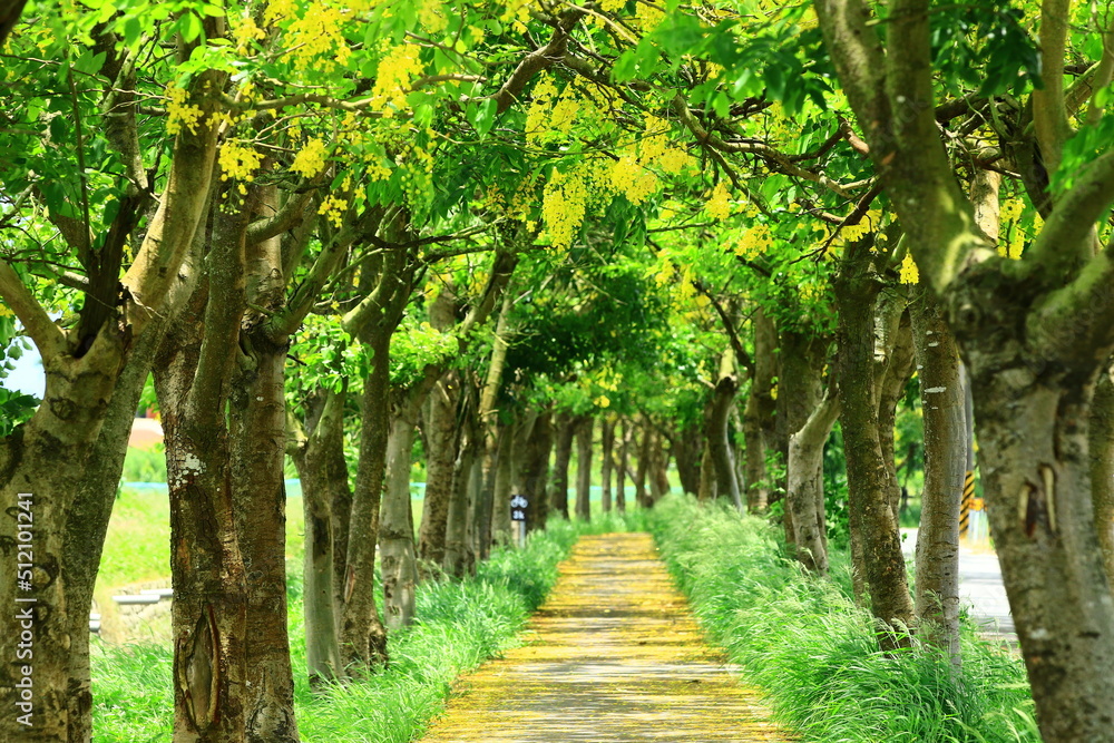 beautiful scenery of the Golden Shower Trees(Golden Shower Senna,Indian Laburnum,Pudding Pipe ...