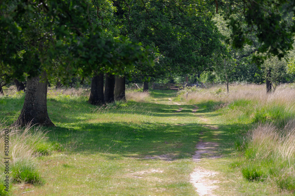 Selective focus pathway with the trees along both side and green grass ...