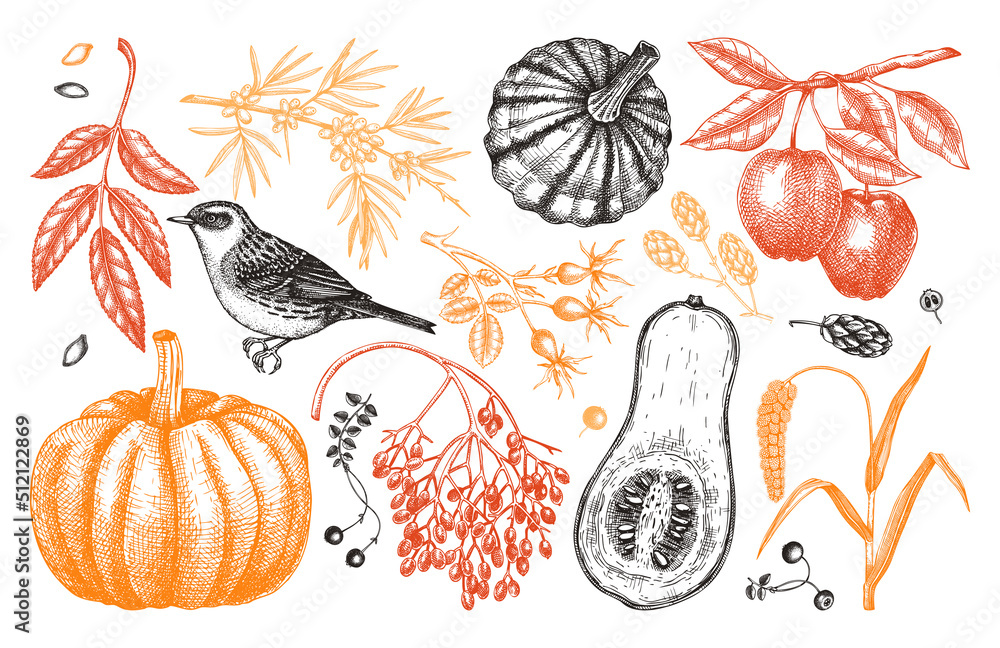 Autumn design elements in sketched style. Botanical drawings of autumn ...