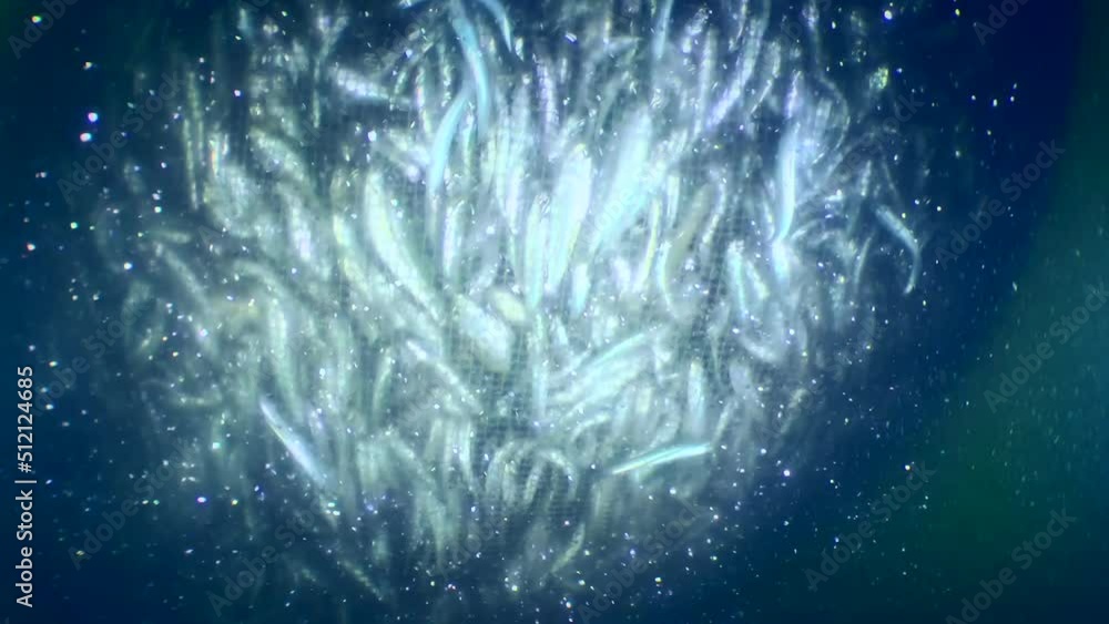 Fish inside a commercial fishing net: fishermen lift the net to the ...