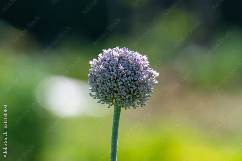 A globe flower or Persian Blue Allium with small purple flowers on the ...