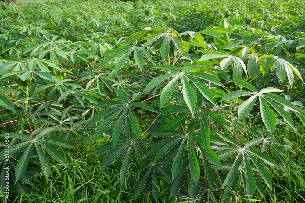 cassava tree growing on nature background Stock-Foto | Adobe Stock