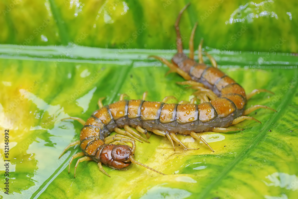 A centipede is looking for prey on taro leaves. This multi-legged ...