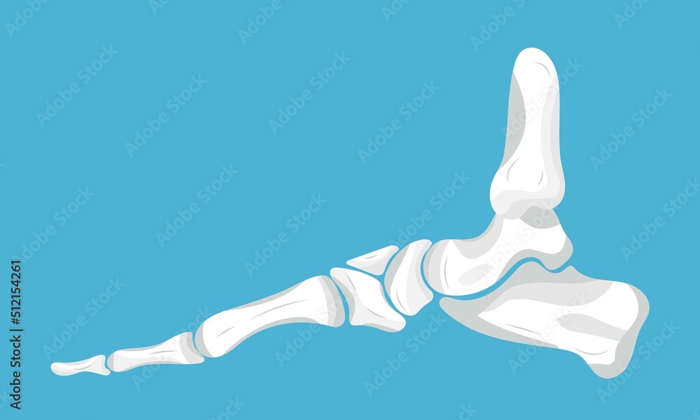 Foot icon of radiography and x-ray concept vector on blue background ...