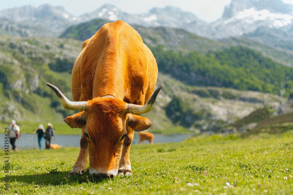 brown cow grazing quietly in the surroundings of the covadonga lakes in ...