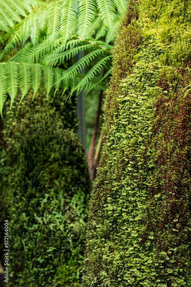 Soft tree fern, dicksonia antarctica, growing on a tree trunk in the ...