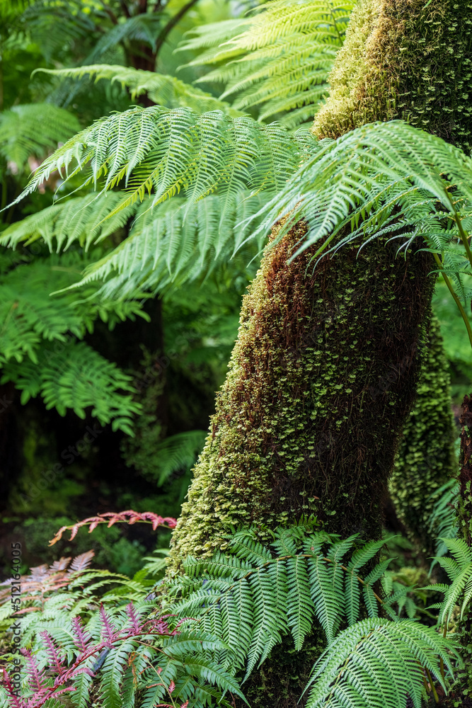 Soft tree fern, dicksonia antarctica, growing on a tree trunk in the ...