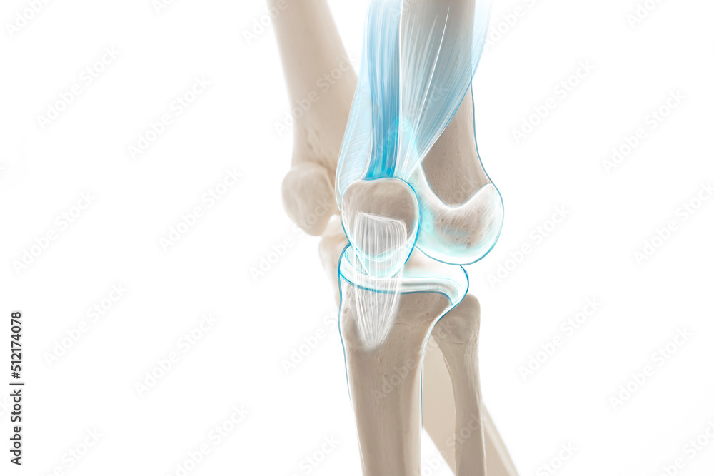 Poster Knee meniscus leg bone pain, human leg anatomy illustration ...