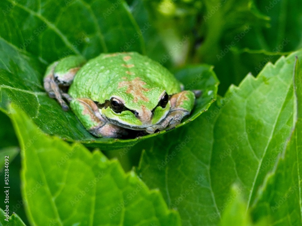 Tiny tree frog sitting on the green leaves of a hydrangea Stock Photo ...