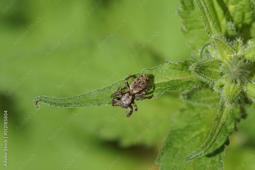 Fencepost jumping spider (Marpissa muscosa). Family jumping spiders ...