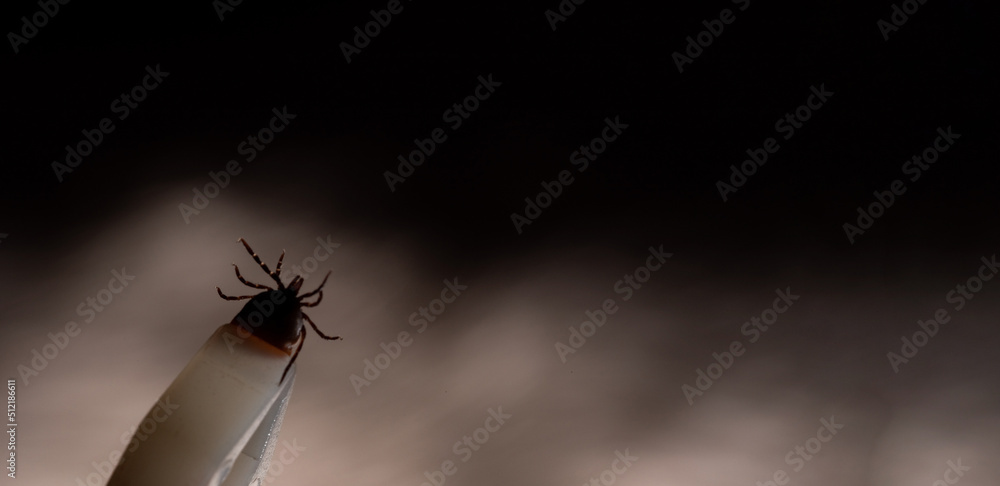 Insect tick in claws. Removing a tick insect from a dog. A dangerous ...