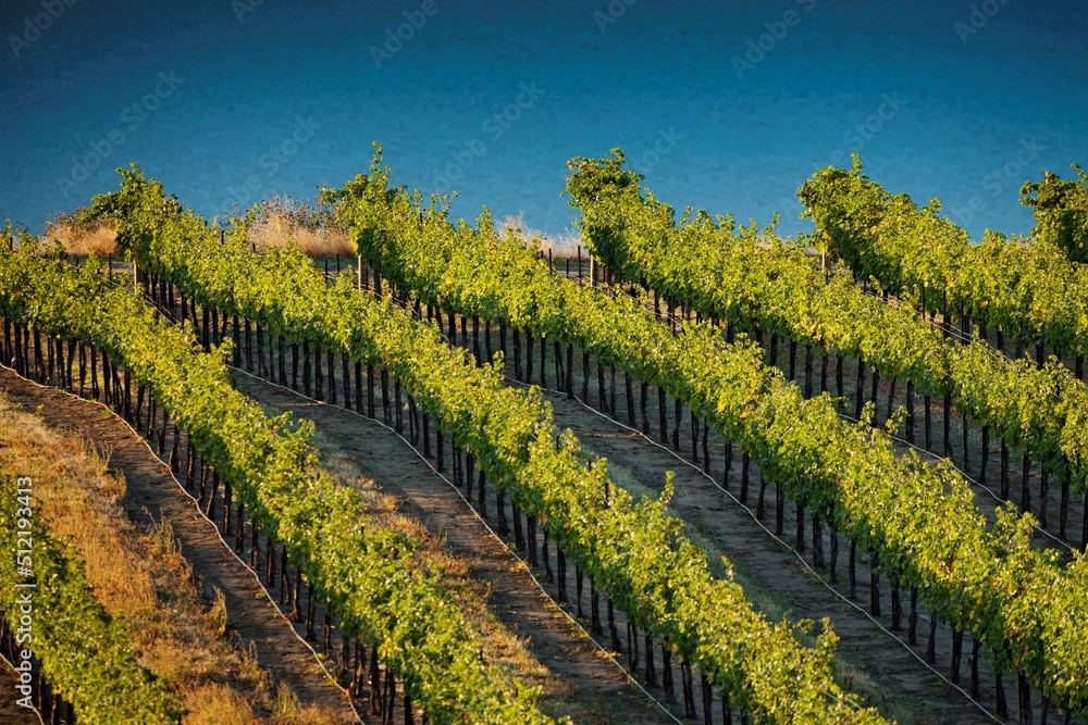 Overhead view of the rows of grapes in vineyards on the east end of the ...