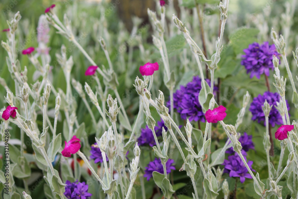 Flowering rose campion (Silene coronaria, syn. Lychnis coronaria) plant ...