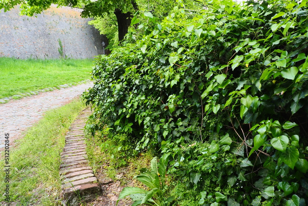 Leaves and young shoots of ivy climb up the wall. European forest ...
