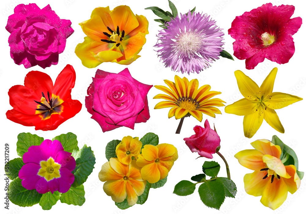 Collection Of Flowers Of Different Colors And Shapes Isolated On White