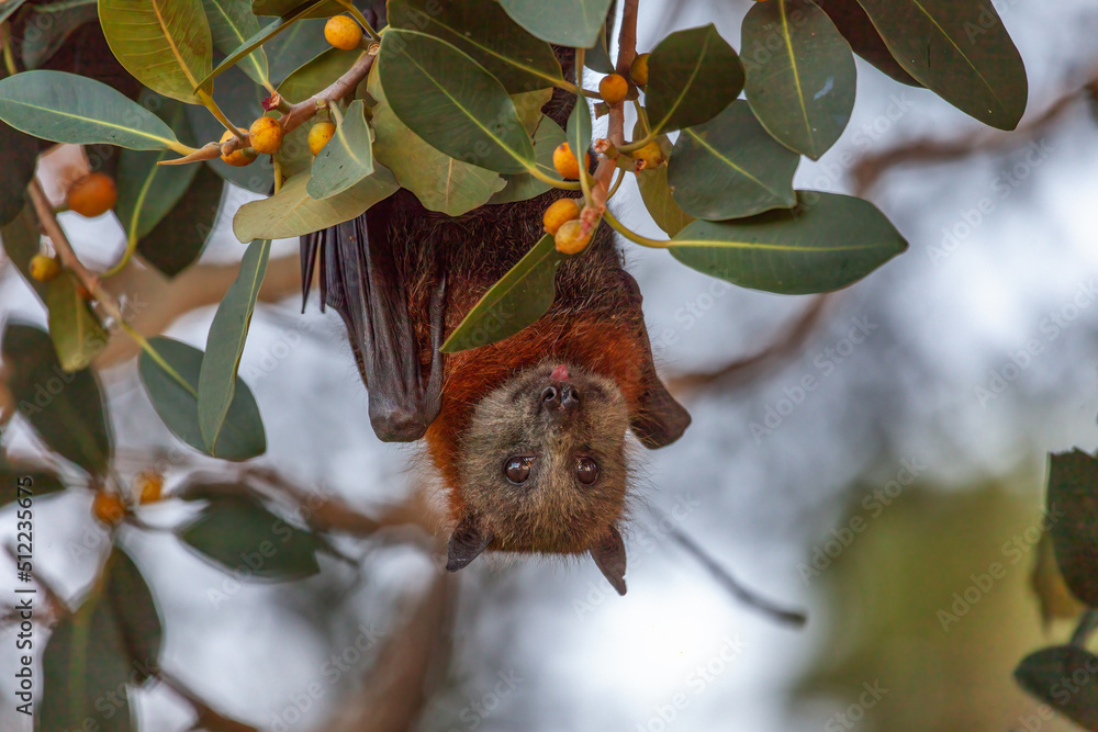 Close-up of a grey-headed flying-fox, Pteropus poliocephalus, also ...