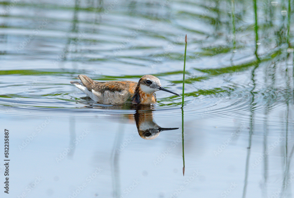 Wilson's Phalaropes chase water bugs in swamps and ponds Stock Photo ...