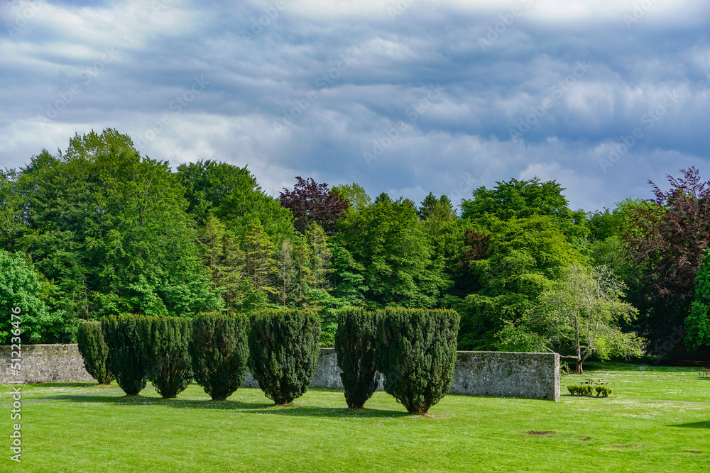 Gort, Co. Galway, Ireland: A row of upright Irish Yew trees (Taxus ...