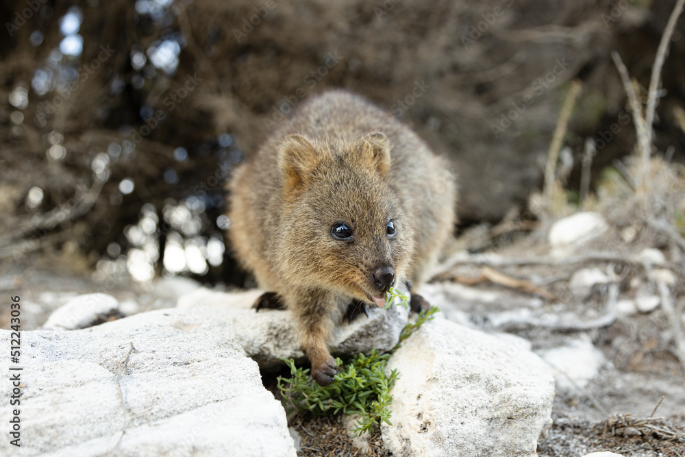 Cool quokka is enjoying his meal in Rottnest island, Perth, Western ...