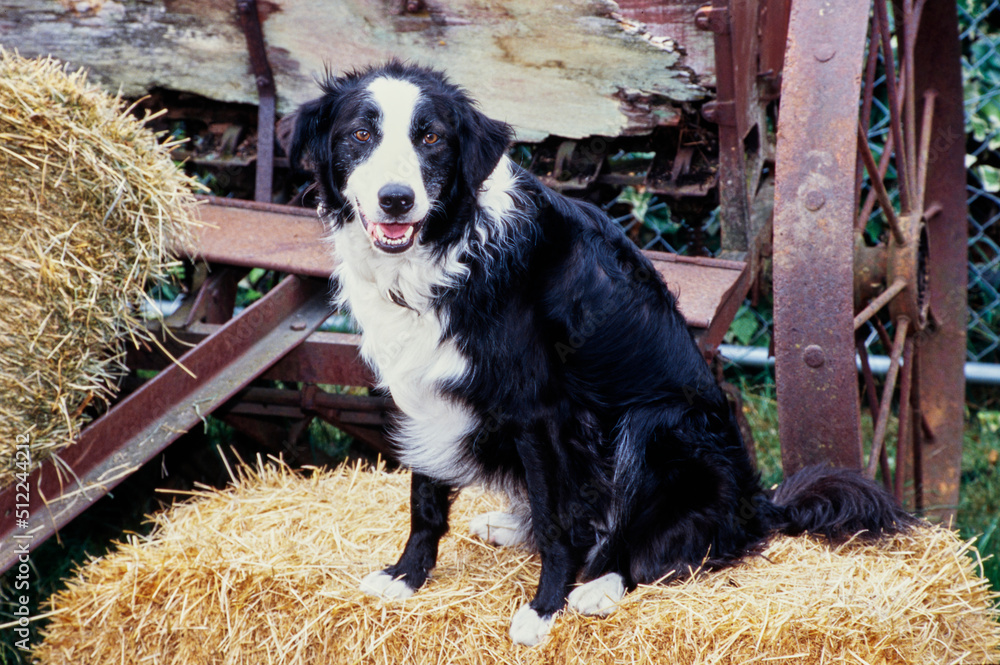 A border collie sitting on a bale of hay with an old wagon in the ...