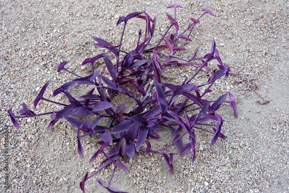 Tradescantia pallida purpurea Purple Heart spiderwort succulent plant ...