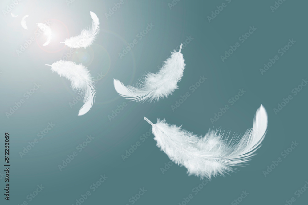Abstract White Bird Feathers Floating in The Air. Flying Swan Feather ...