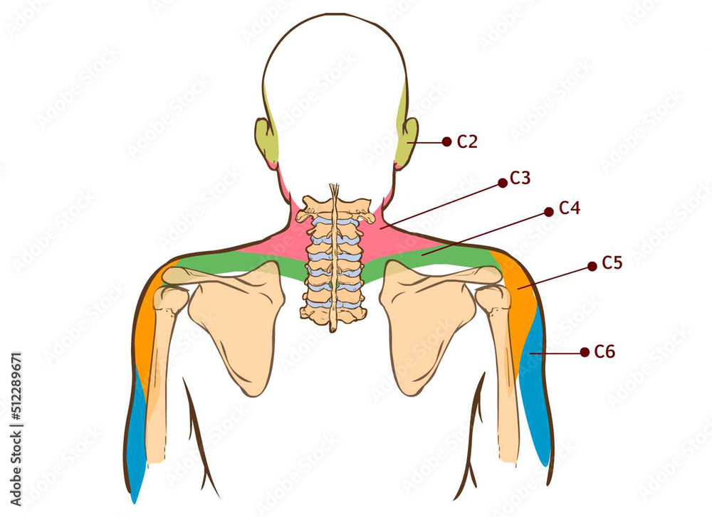 Levator Scapulae muscle - didactic board of anatomy of human bony and ...
