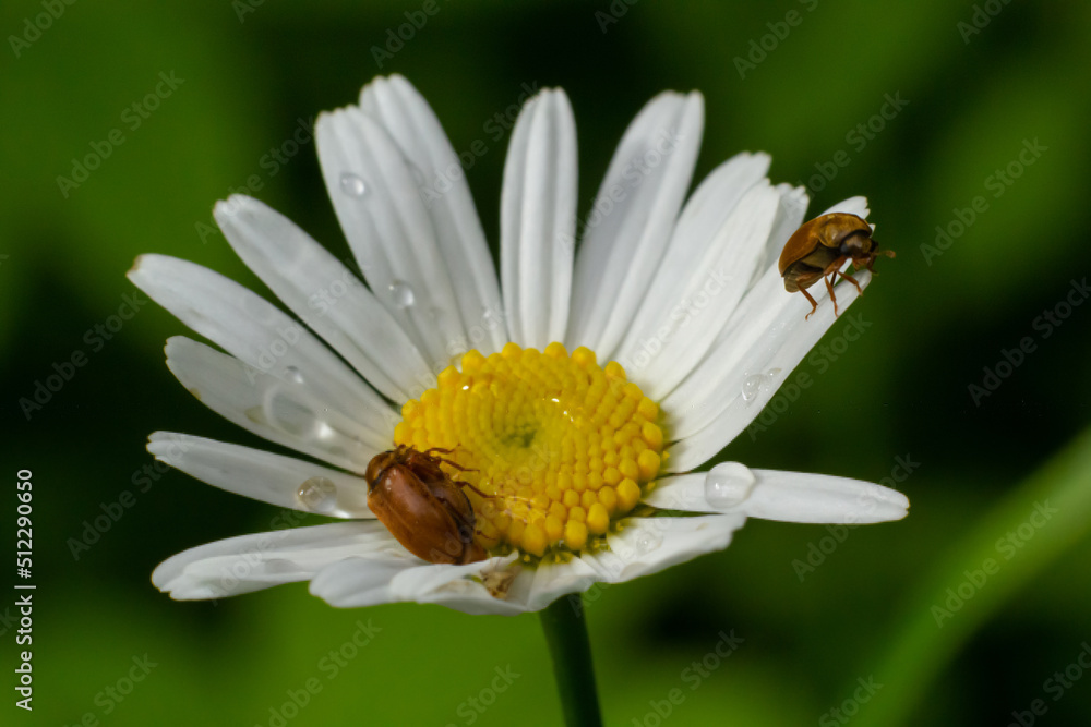 Raspberry beetle, Byturus tomentosus, on a chamomile flower. These are ...