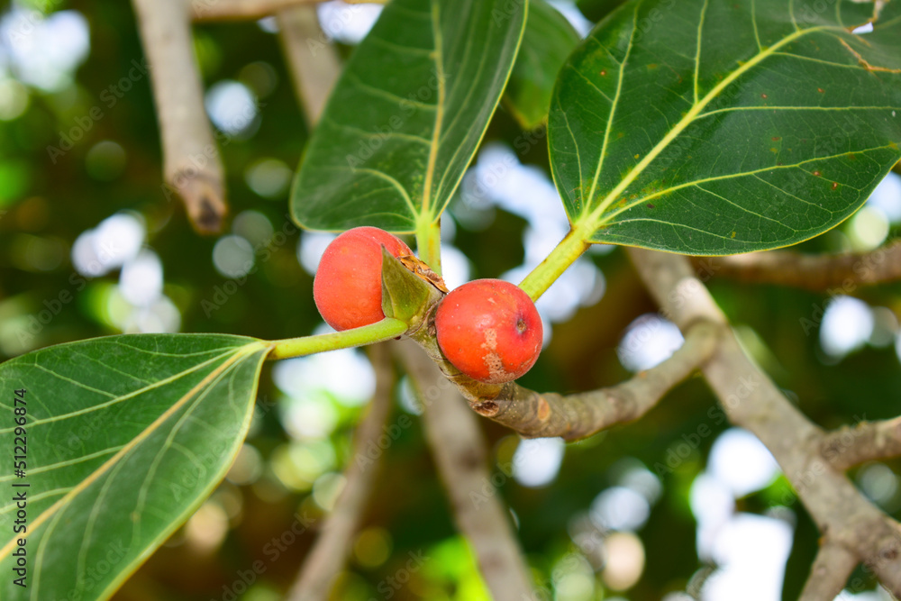 Ficus benghalensis, Banyan leaves and red fruit Stock-Foto | Adobe Stock