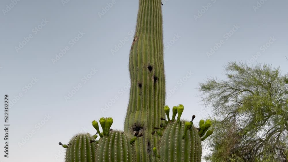 Giant Saguaro cactus with holes in it. Birds use the hole as living ...
