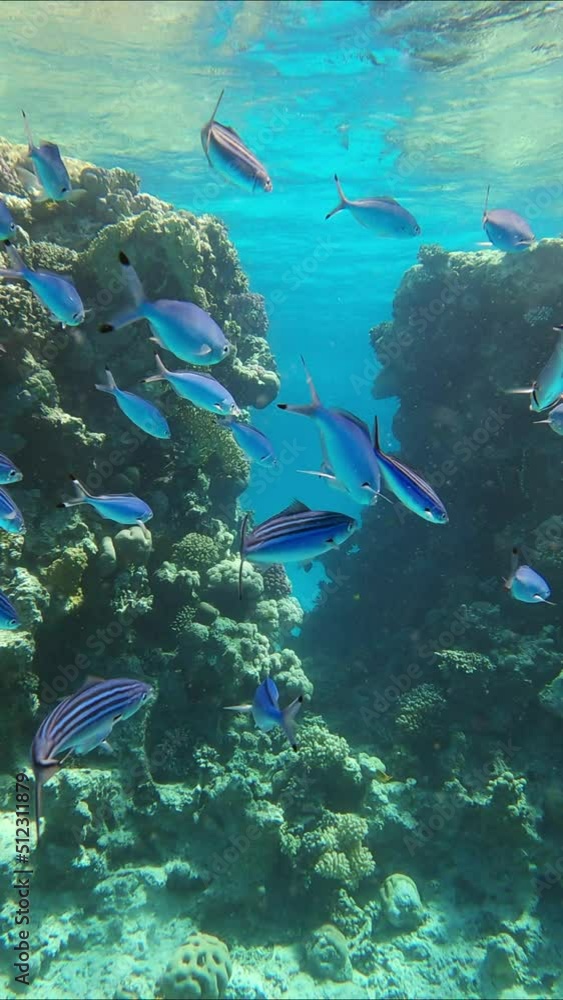 VERTICAL VIDEO: School of Lunar Fusilier (Caesio lunaris) swims near ...