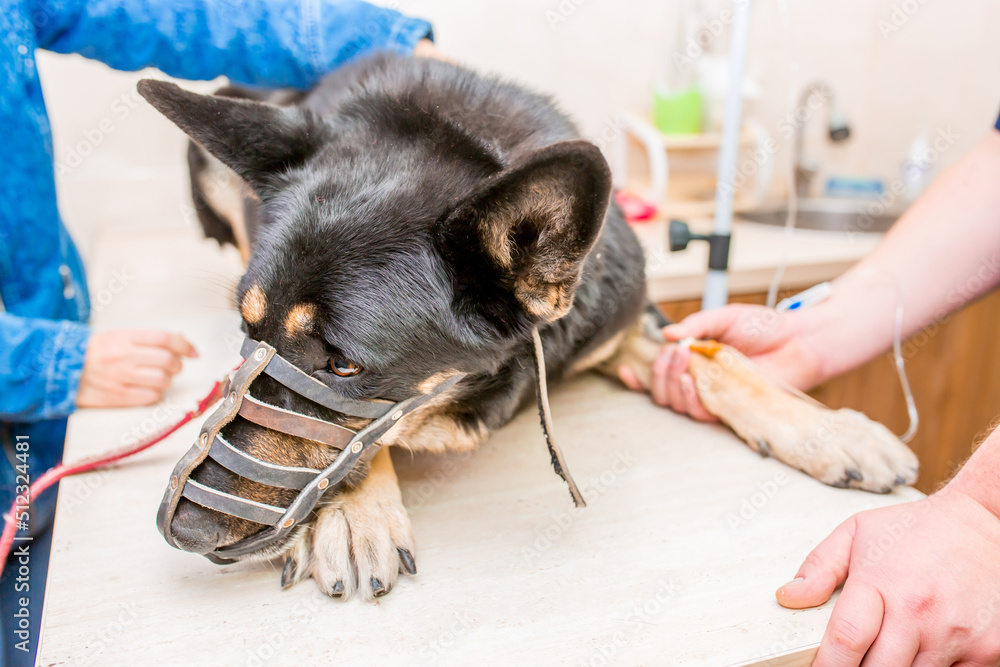 Veterinary doctor treats a German Shepherd dog in a veterinary clinic ...