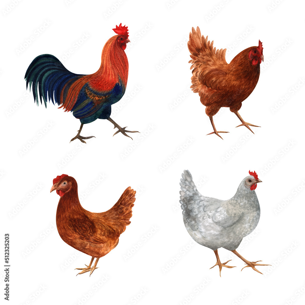 Chicken family set watercolor graphics. White hen, brown hen, red hen ...