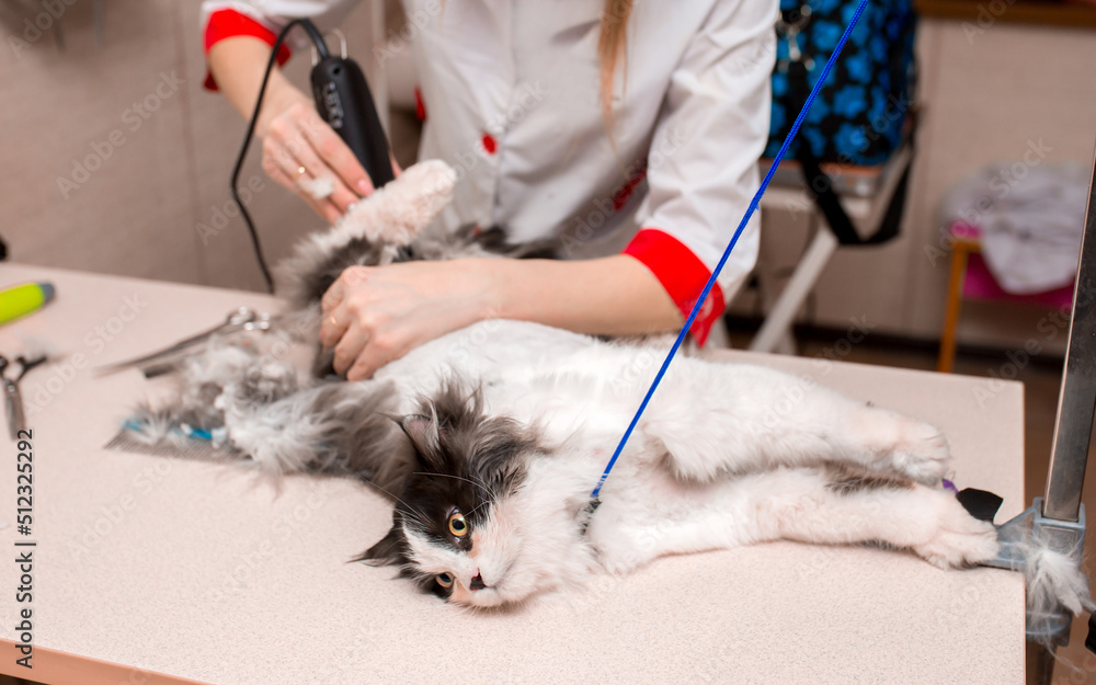 Grooming animals, haircut, drying and styling cats, combing wool ...