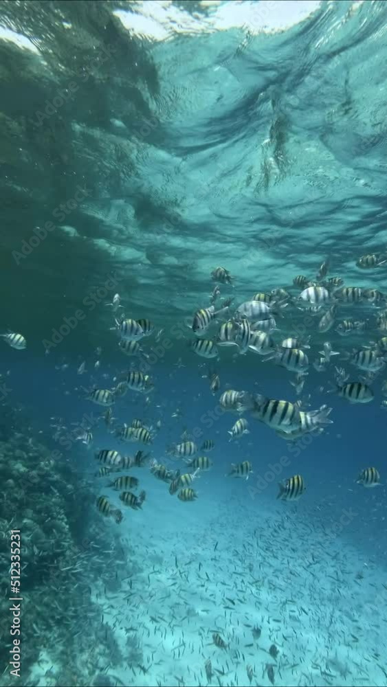 VERTICAL VIDEO: Tropical fishes of various species feeds in the surface ...