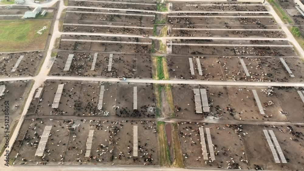 High aerial of sprawling cattle feedlot in Texas, USA. Confined feeding ...