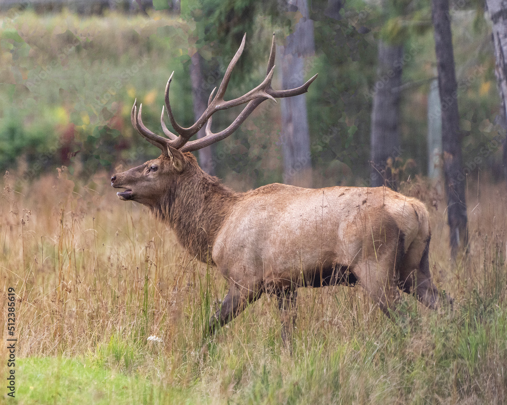 Elk Stock Photo and Image. male close-up profile view in the forest ...